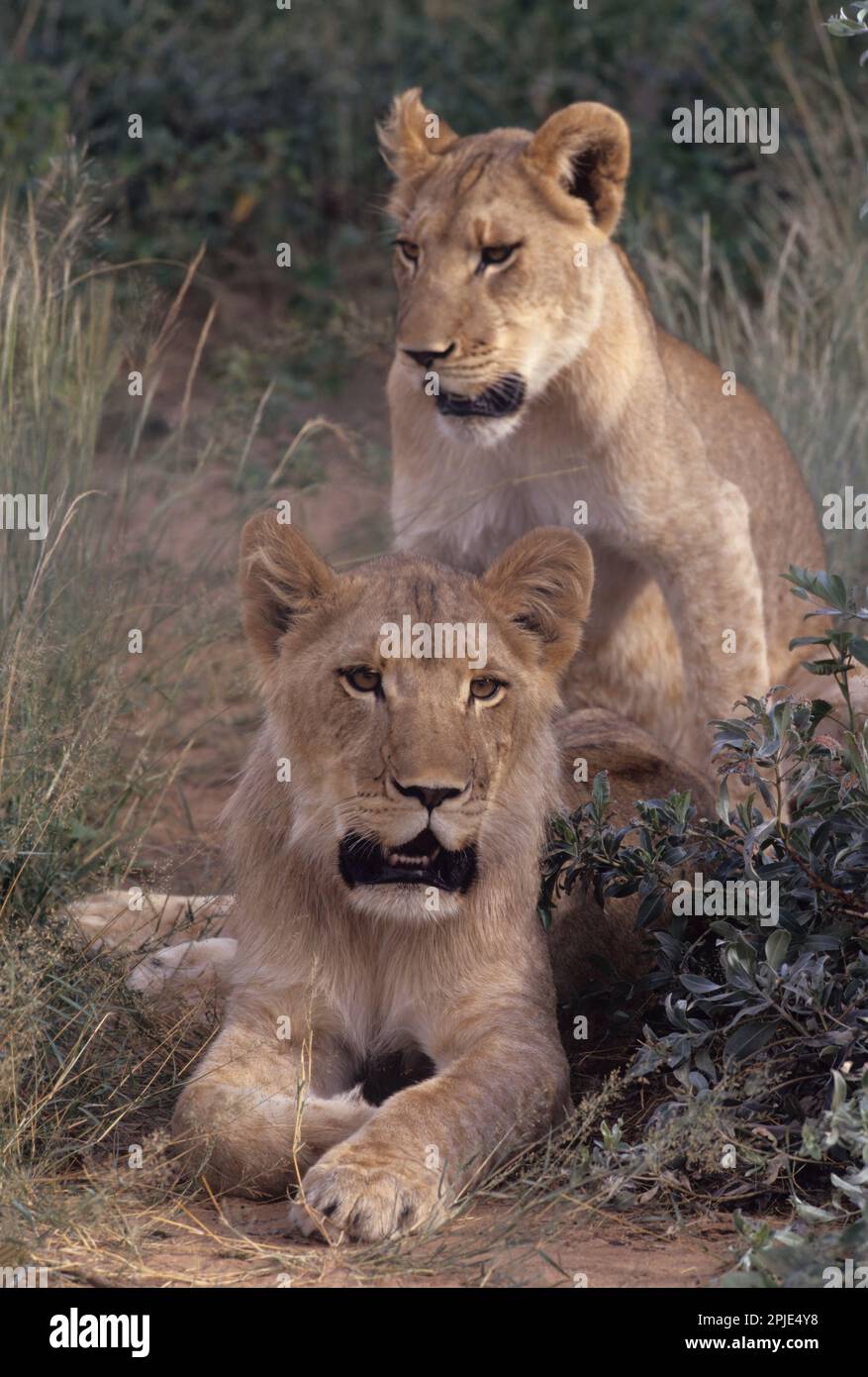 The lion (Panthera leo) is a large cat of the genus Panthera native to ...