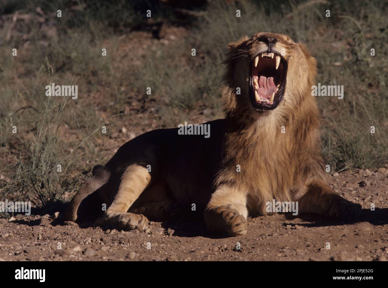 The lion (Panthera leo) is a large cat of the genus Panthera native to ...