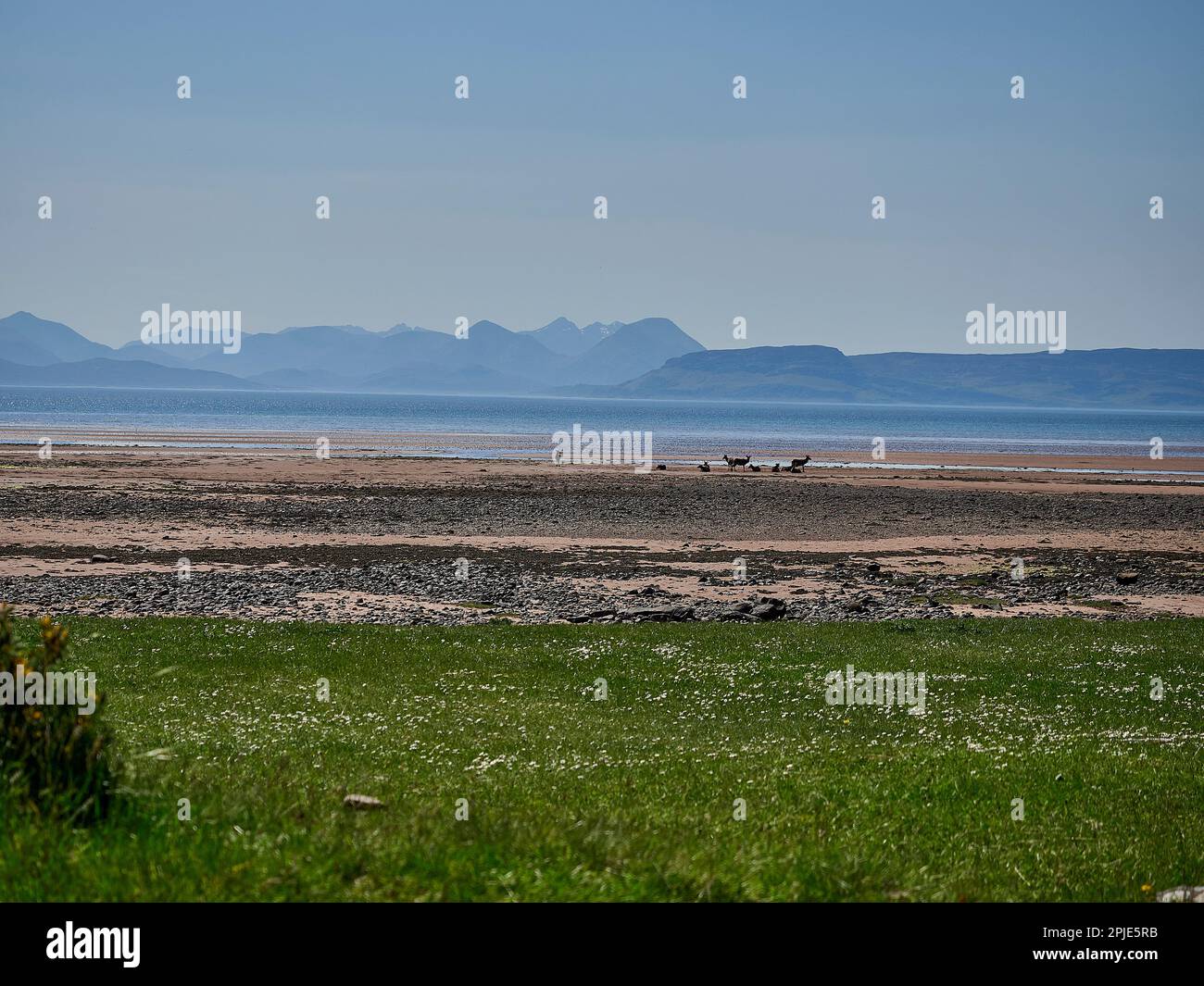 group of watchful roe deer gathered at the beach of Applecross at the ...