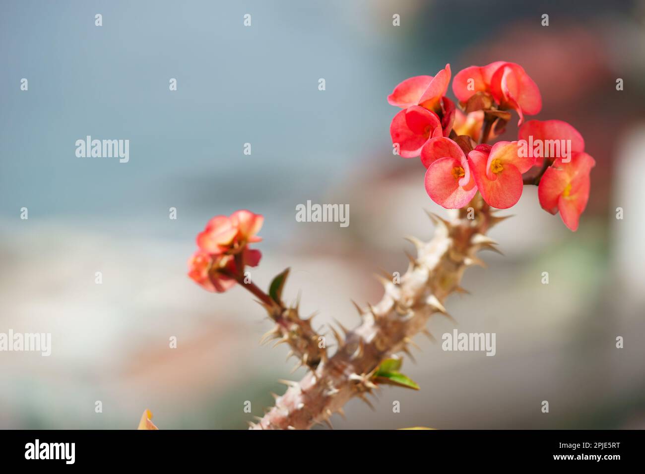 Close up of Euphorbia milii flowers, (also known as the crown of thorns ...