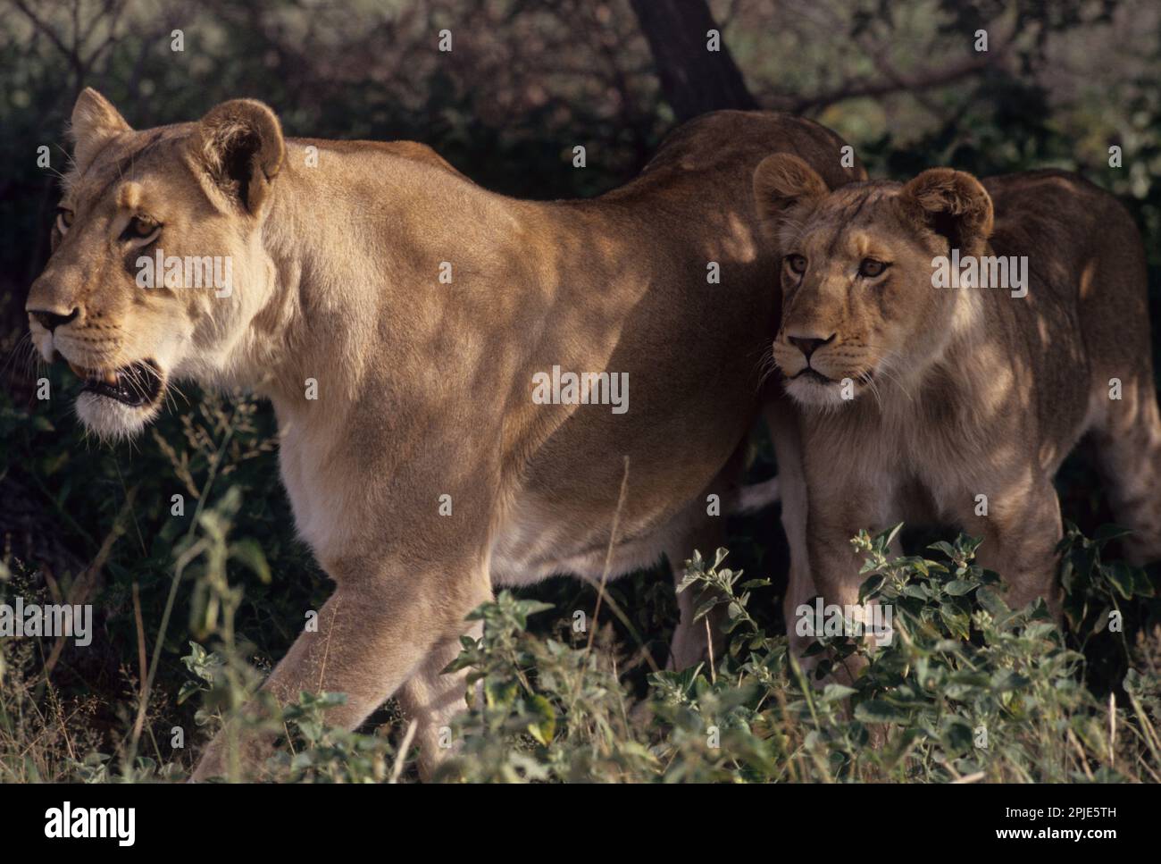 The lion (Panthera leo) is a large cat of the genus Panthera native to ...