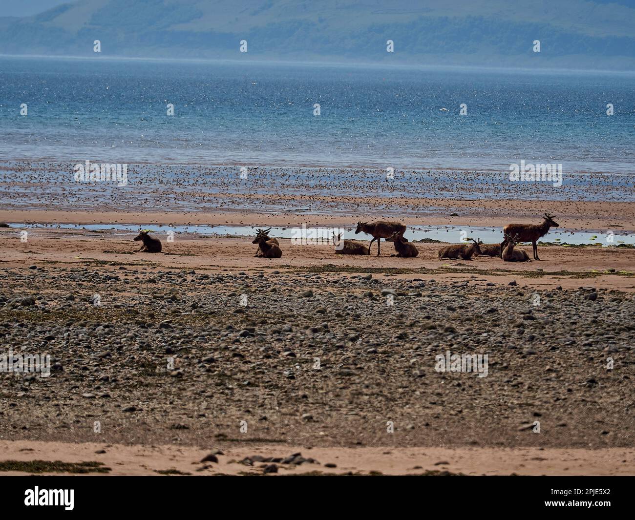 group of watchful roe deer gathered at the beach of Applecross at the ...