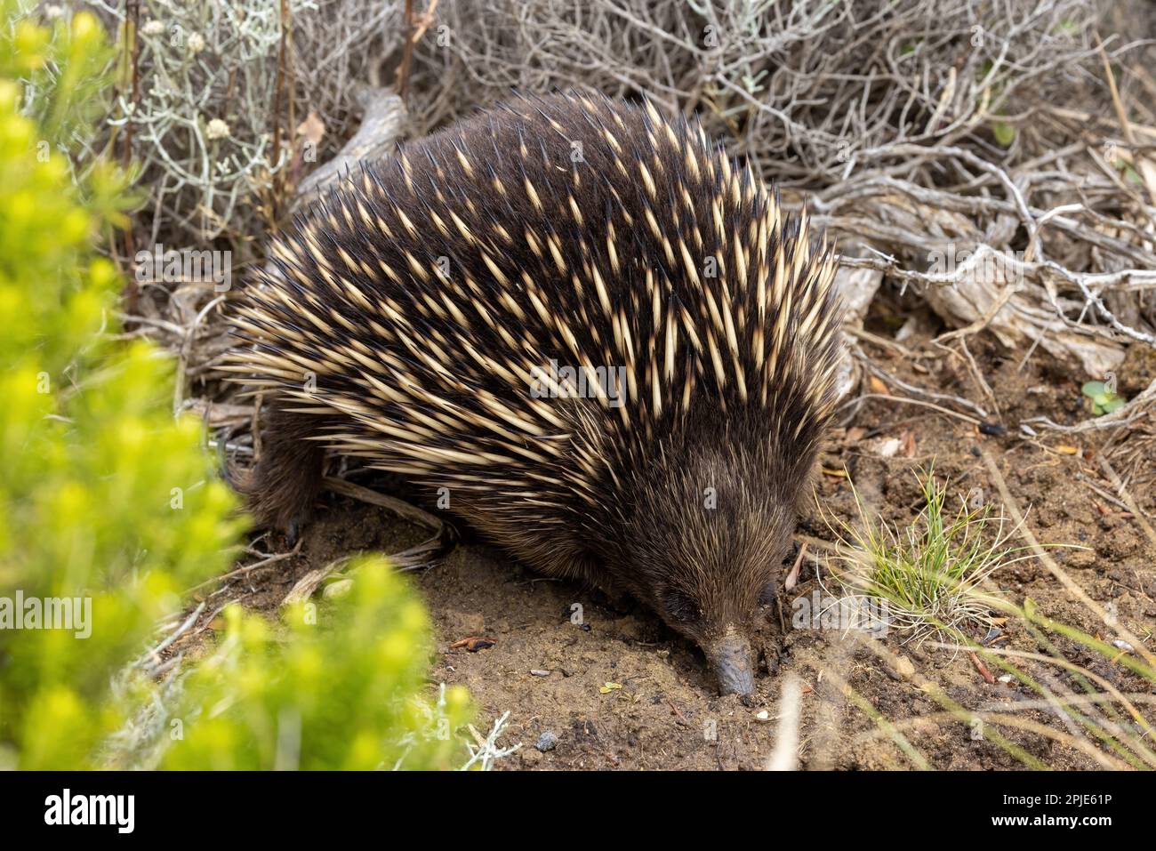 A short beaked echidna, Tachyglossus aculeatu, also known as the spiny ...
