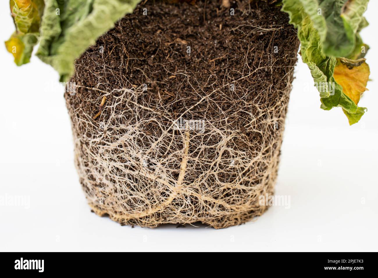 Dry roots structure of a dead potted plant, soft focus close up Stock ...