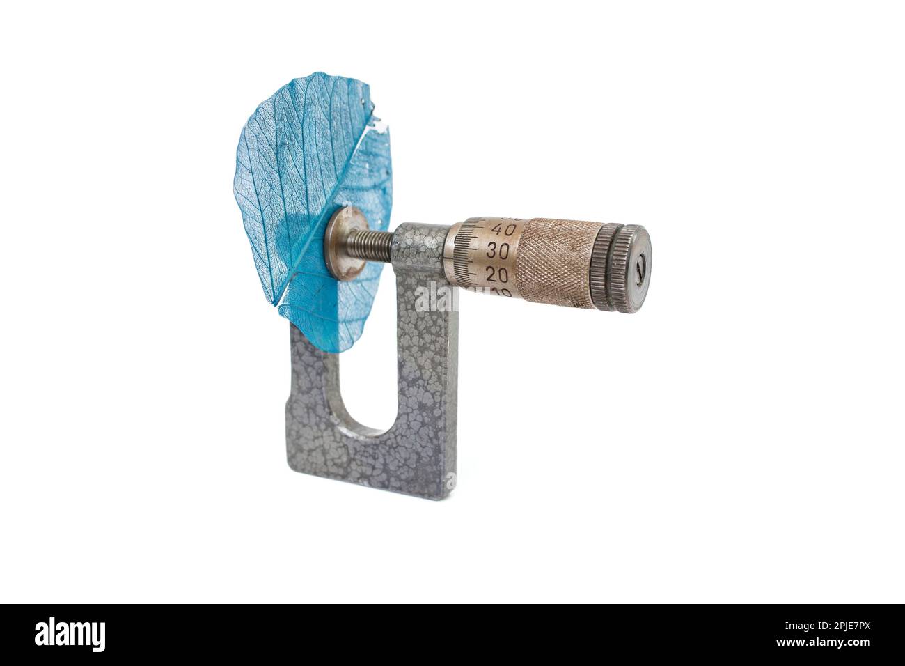 Micrometer measuring a blue skeleton leaf, understanding nature concept ...