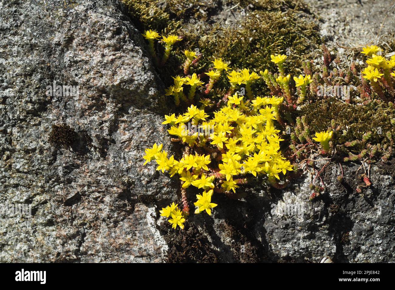 Flowering plant of pungent stonecrop on a rock Stock Photo - Alamy