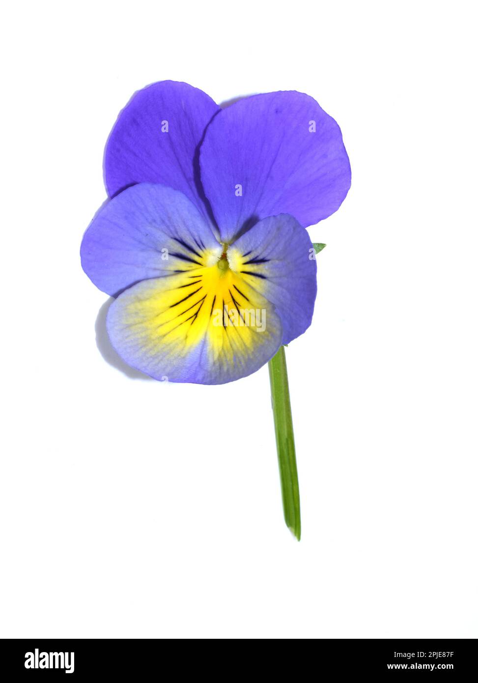Single blue and yellow pansy viola tricolour flower closeup on white ...