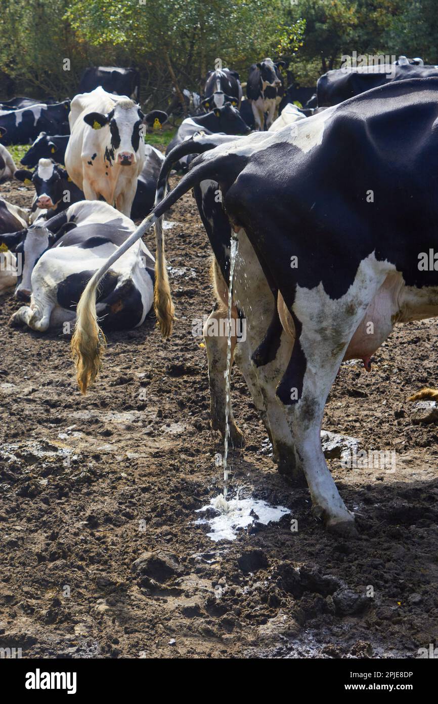 Urinating cow (Danish black and white cow Stock Photo - Alamy