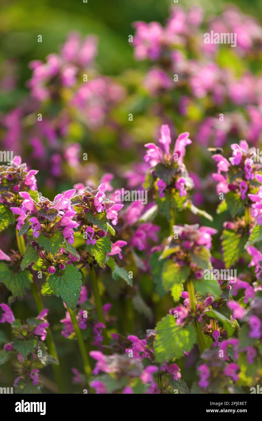 Spotted dead nettle (Lamium maculatum) wildflower in the park ...