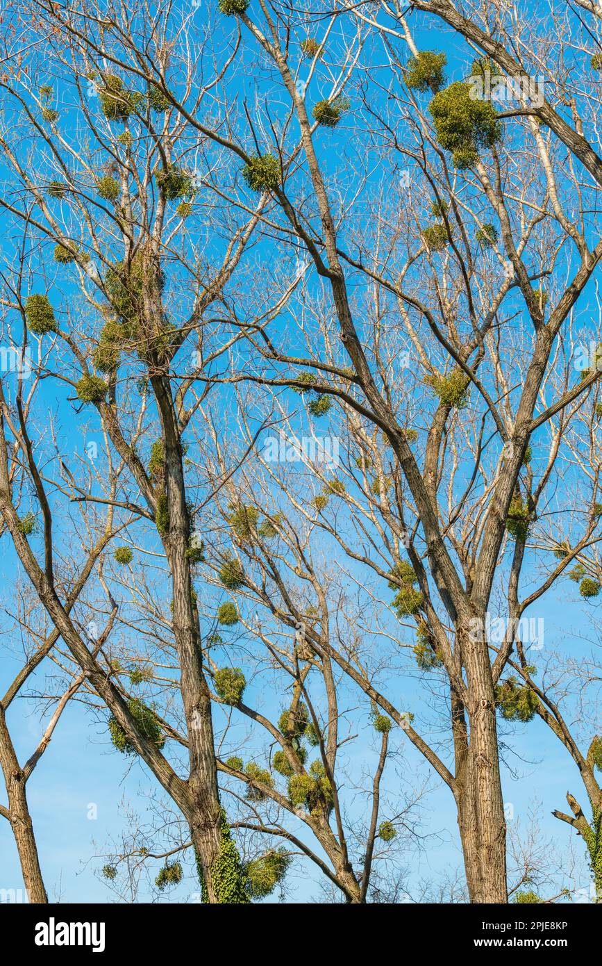 Witches broom is a tree deformity, dense mass of shoots grows from a ...