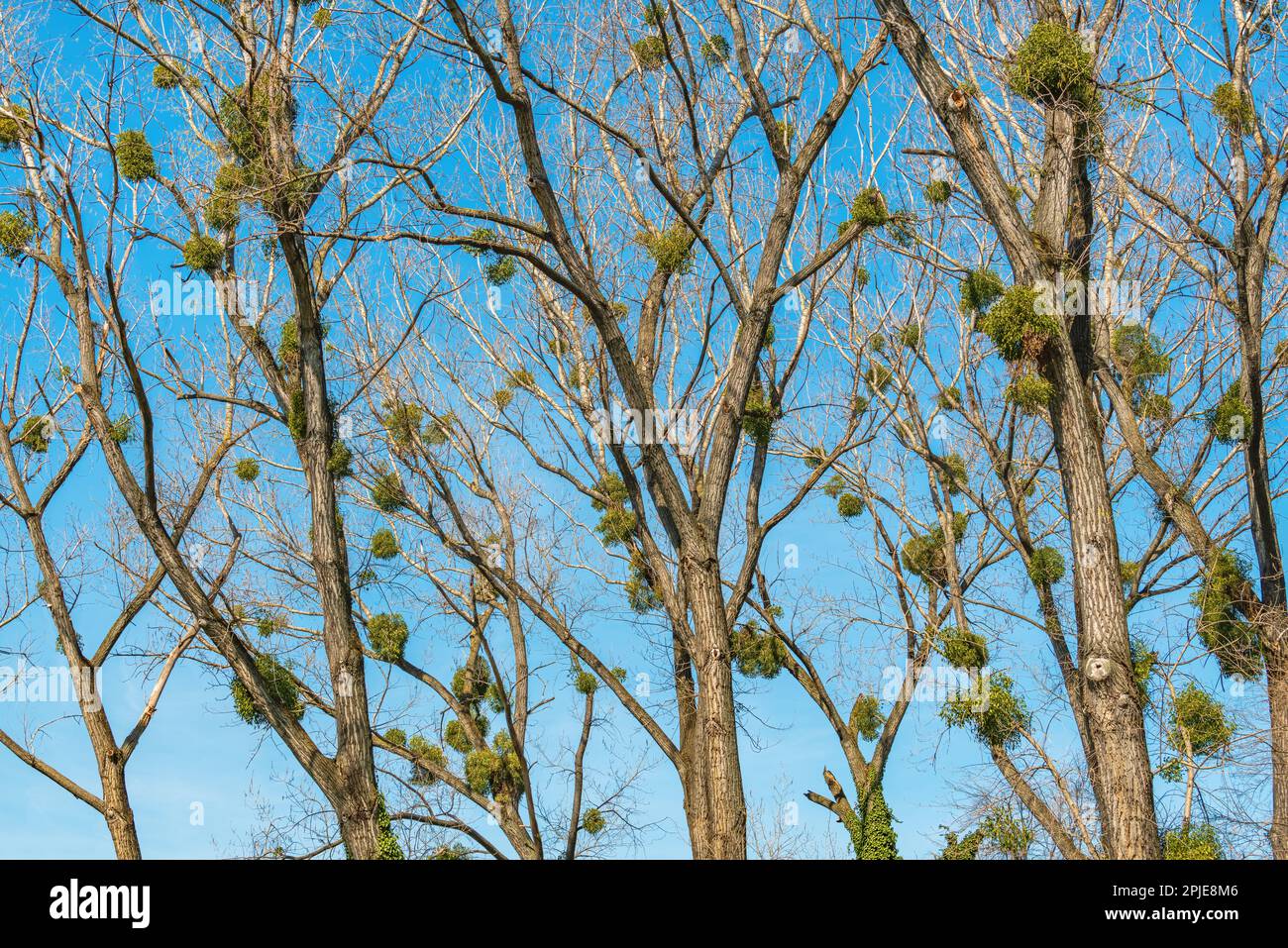 Witch's broom is a tree deformity, dense mass of shoots grows from a ...
