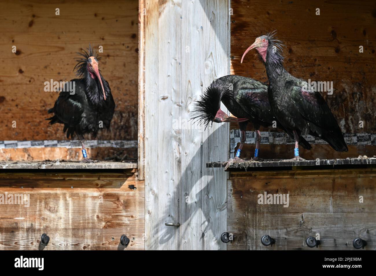 02 April 2023, Baden-Württemberg, Überlingen Am Bodensee: Several ...