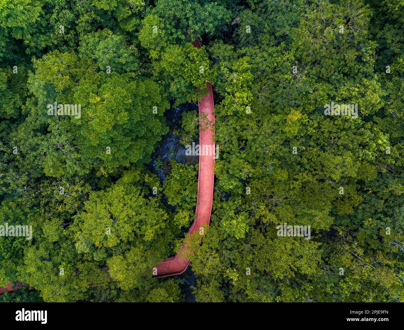 Aerial top view walkway in forest with trees and river Stock Photo - Alamy