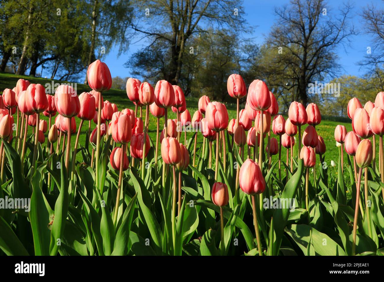 Pink Tulips, Tulipa spp., growing in the park on a beautiful day of ...