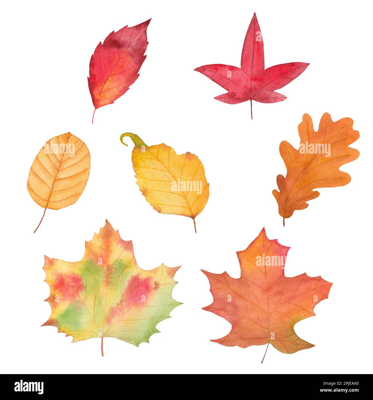 watercolor fall leaf set - red, green, brown, scarlet.set of objects on ...