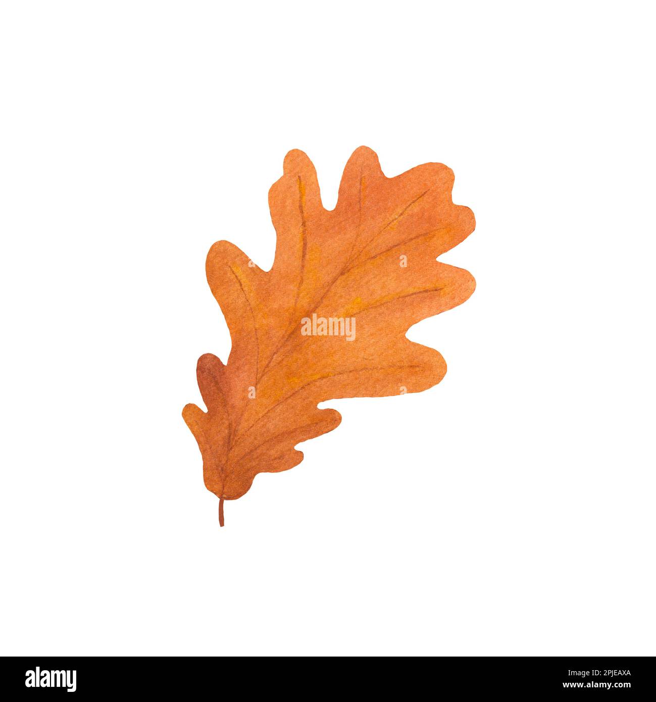 Autumn oak leaf watercolor isolated on white background. Leaf fall ...