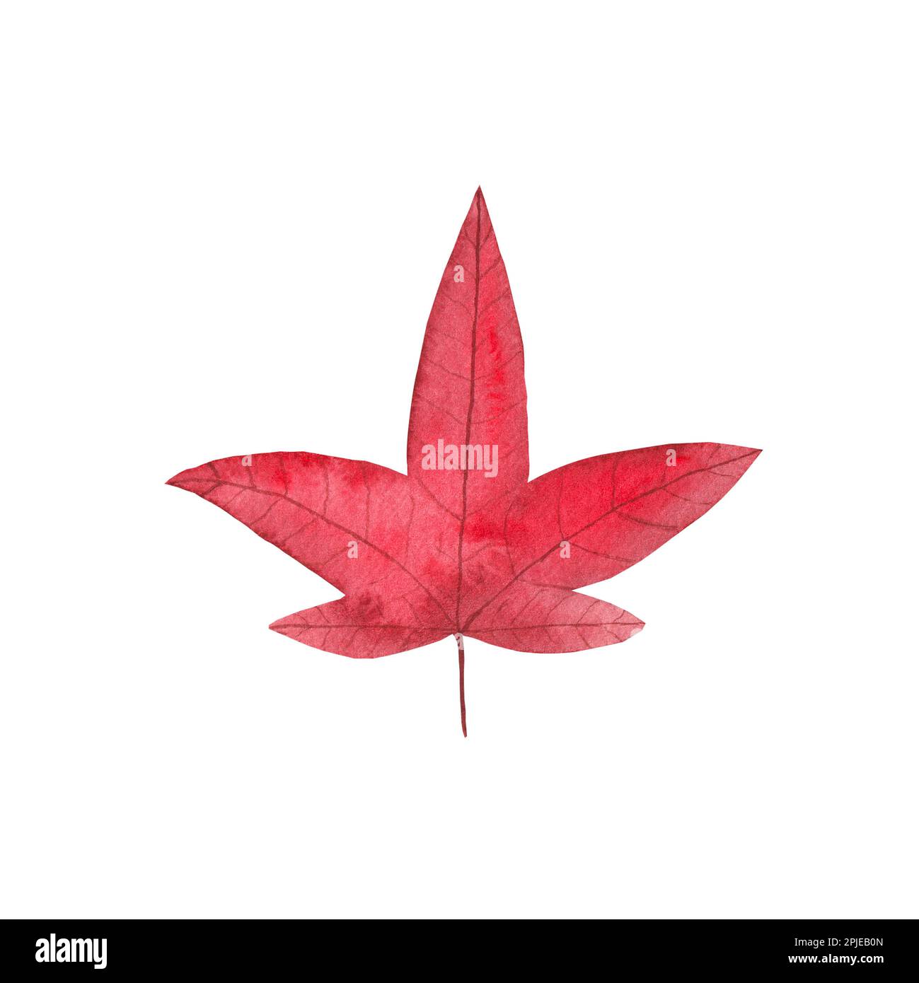 Watercolor maple leaf hi-res stock photography and images - Alamy