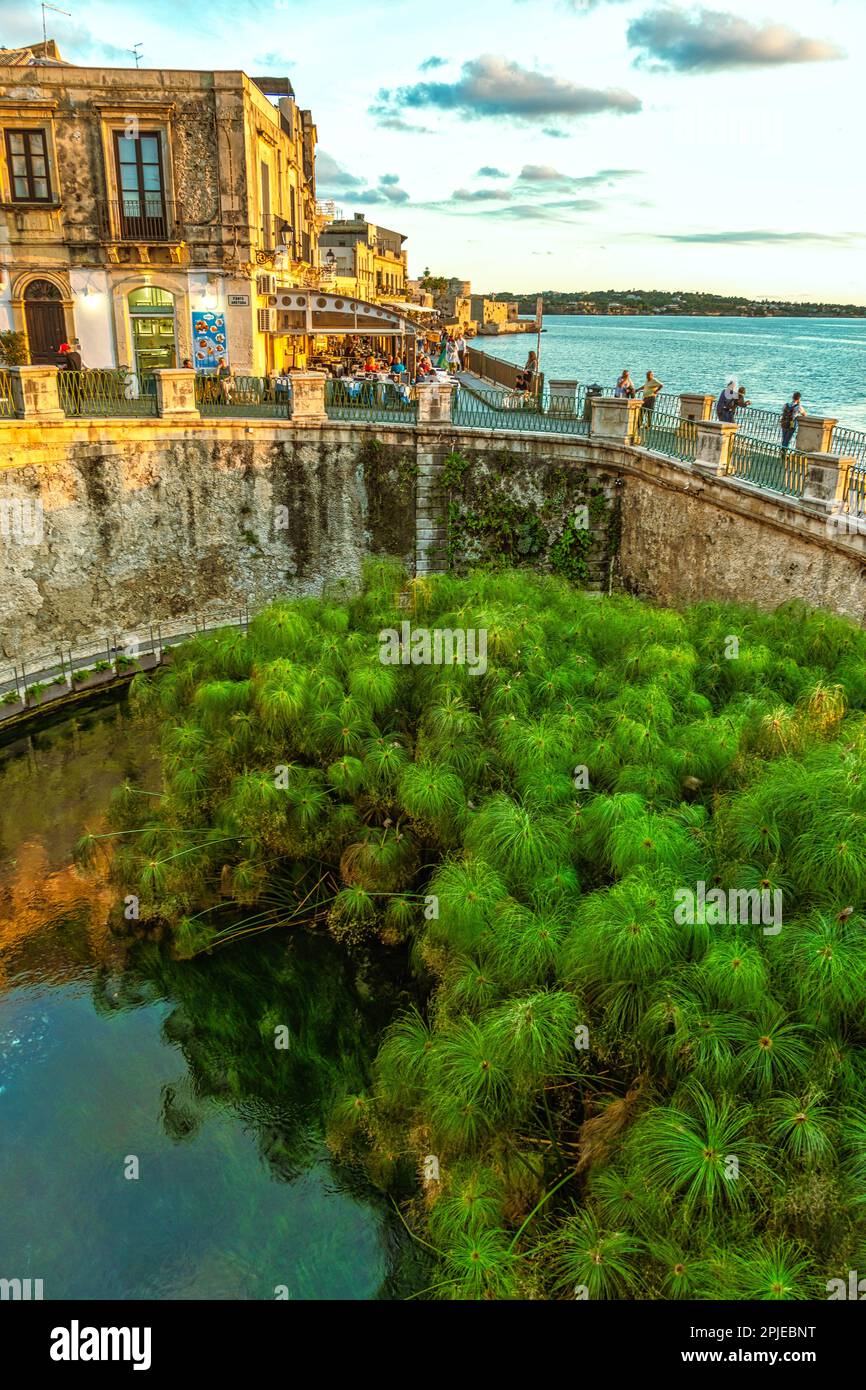 The Fonte Aretusa is a body of water on the island of Ortigia, in the ...