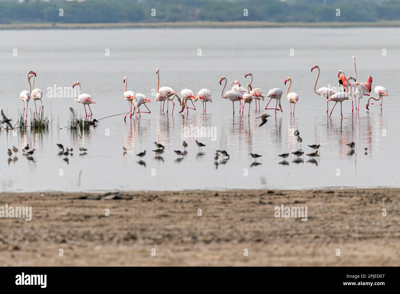 Flamingo nest in water hi-res stock photography and images - Alamy