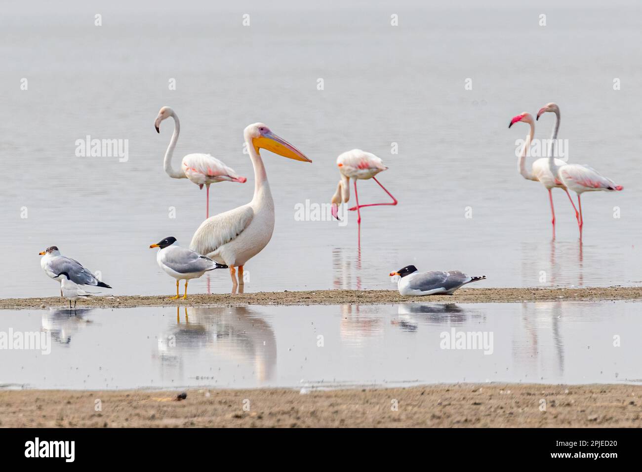 Greater White pelican and flamingos in a lake Stock Photo - Alamy
