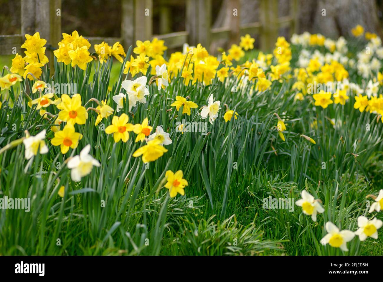 Spring daffodils, UK Stock Photo - Alamy