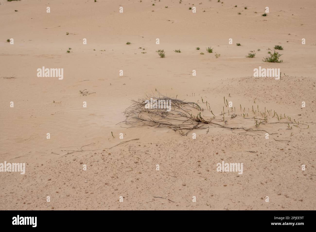 Old and new life in the desert during the winter season. Dry roots of ...
