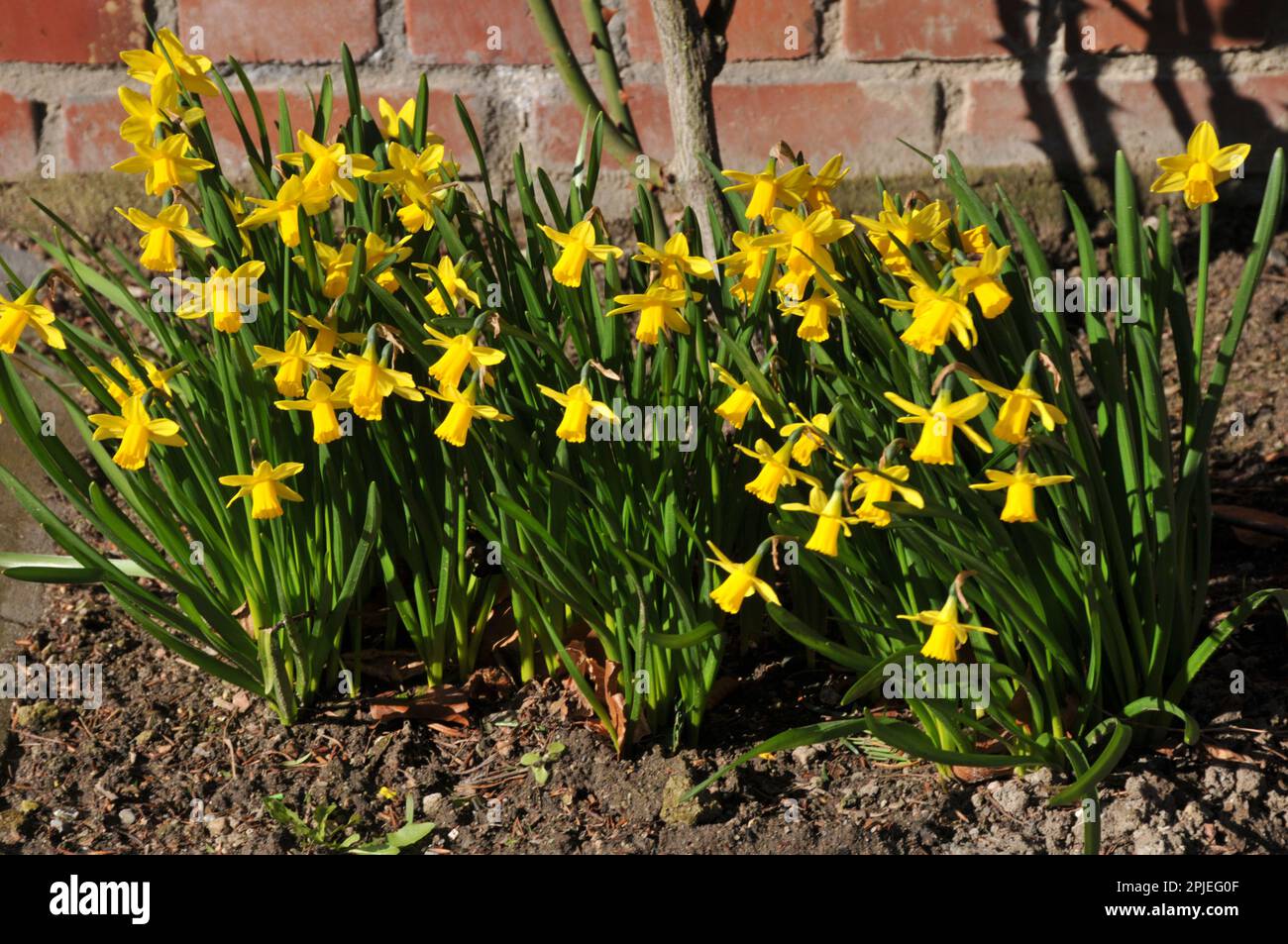 Copenhagen /Denmark/02 April 2023/Green plants yellow easter lilies ...