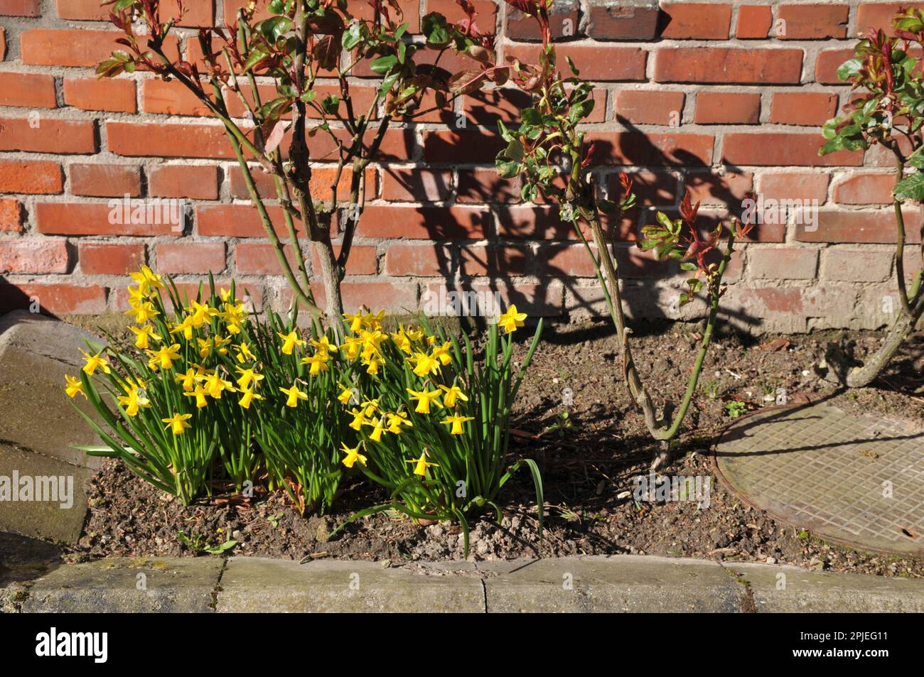 Copenhagen /Denmark/02 April 2023/Green plants yellow easter lilies ...