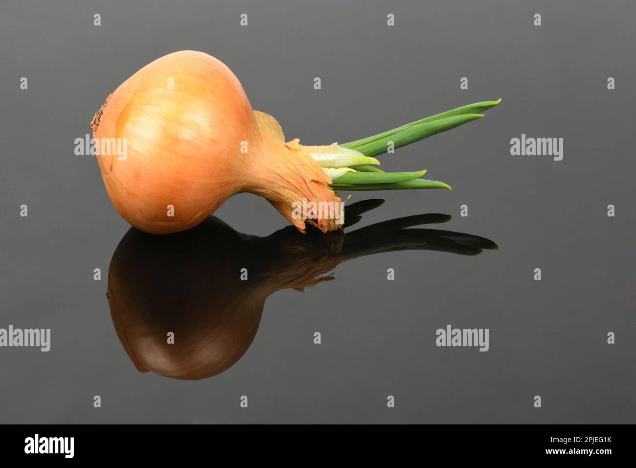 Spring onionon on black acrylic background. Sprouted yellow onion. High ...