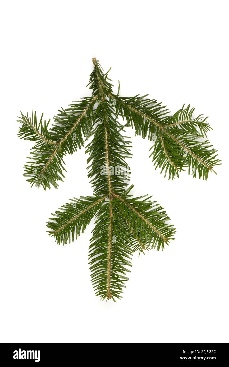 Spruce branch isolated on white background. High resolution photo. Full ...