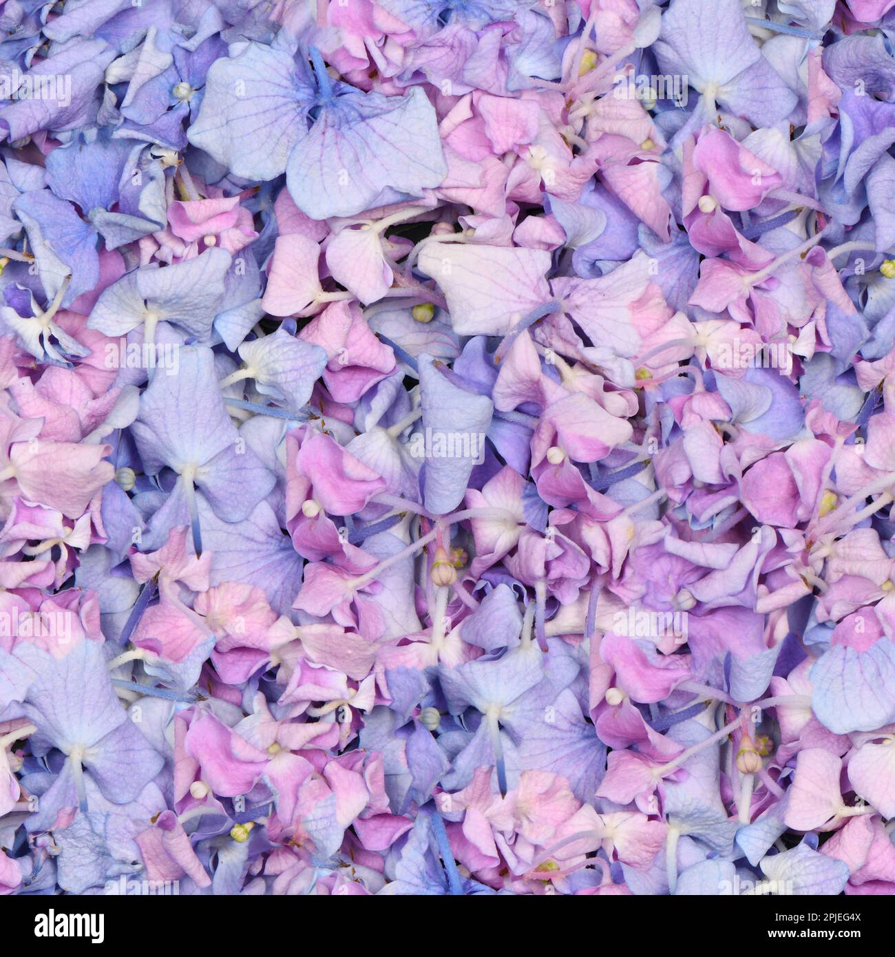 Seamless texture or wallpaper, Pink and blue flower hydrangea background. High resolution. Full ...