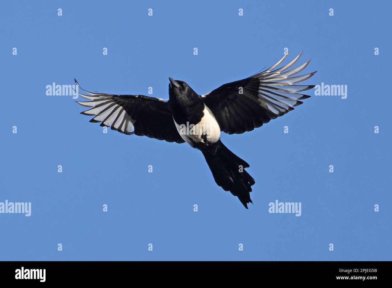 Magpie (Pica pica) flying Norfolk UK GB March 2023 Stock Photo - Alamy