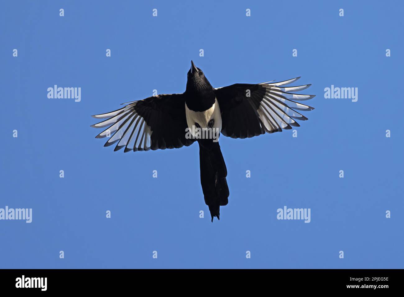 Magpie (Pica pica) flying Norfolk UK GB March 2023 Stock Photo - Alamy