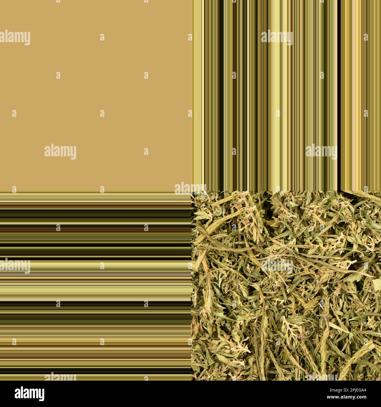 Seamless long banner, Dry cannabis leaves. Medical cannabis. High ...