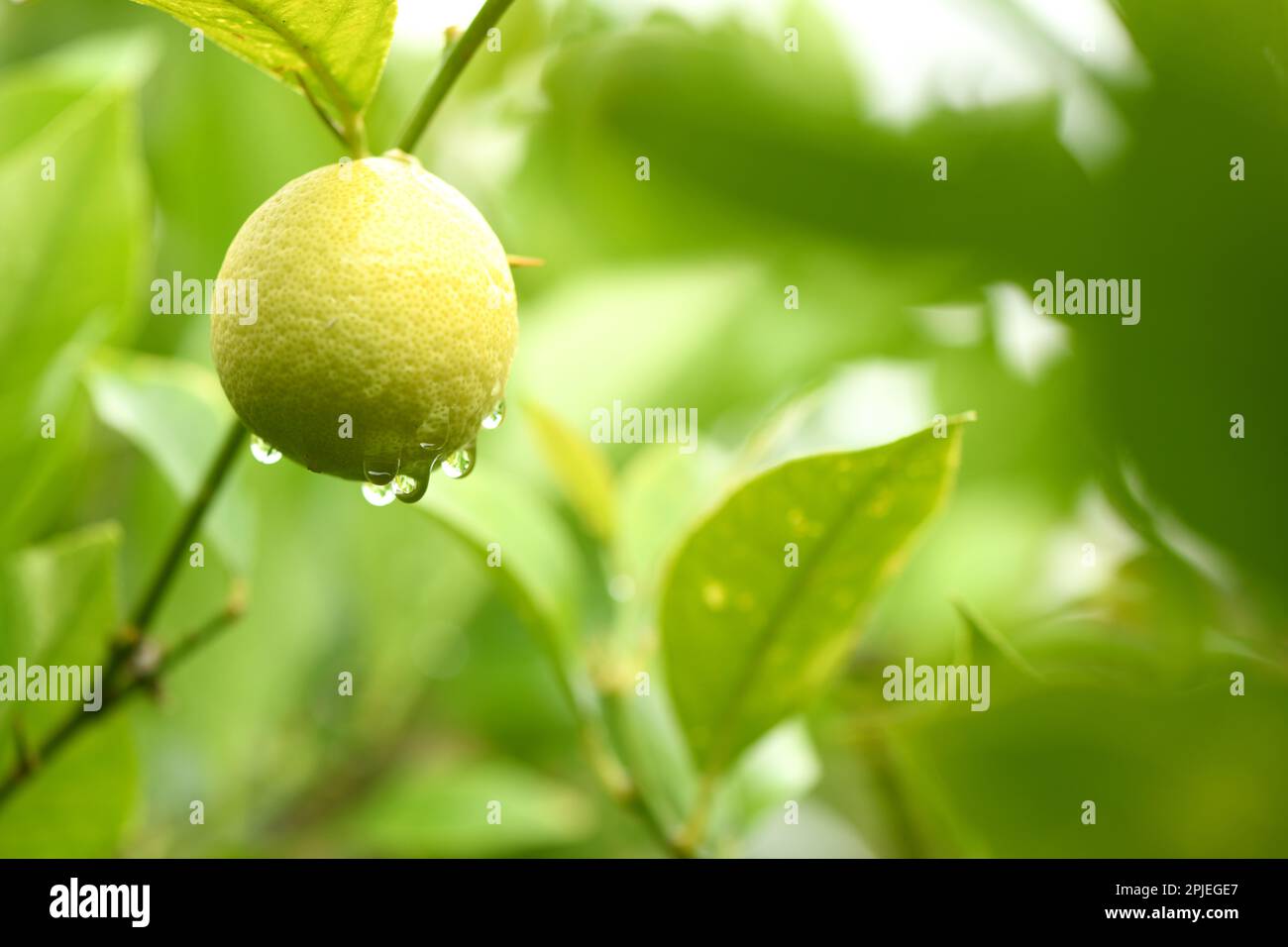 Fresh unripe lemon with leaves and water drop. Side view. High ...