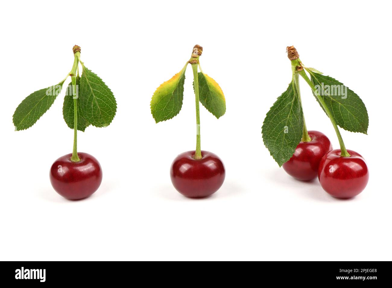 Collection of cherries with green leaf isolated on white background ...