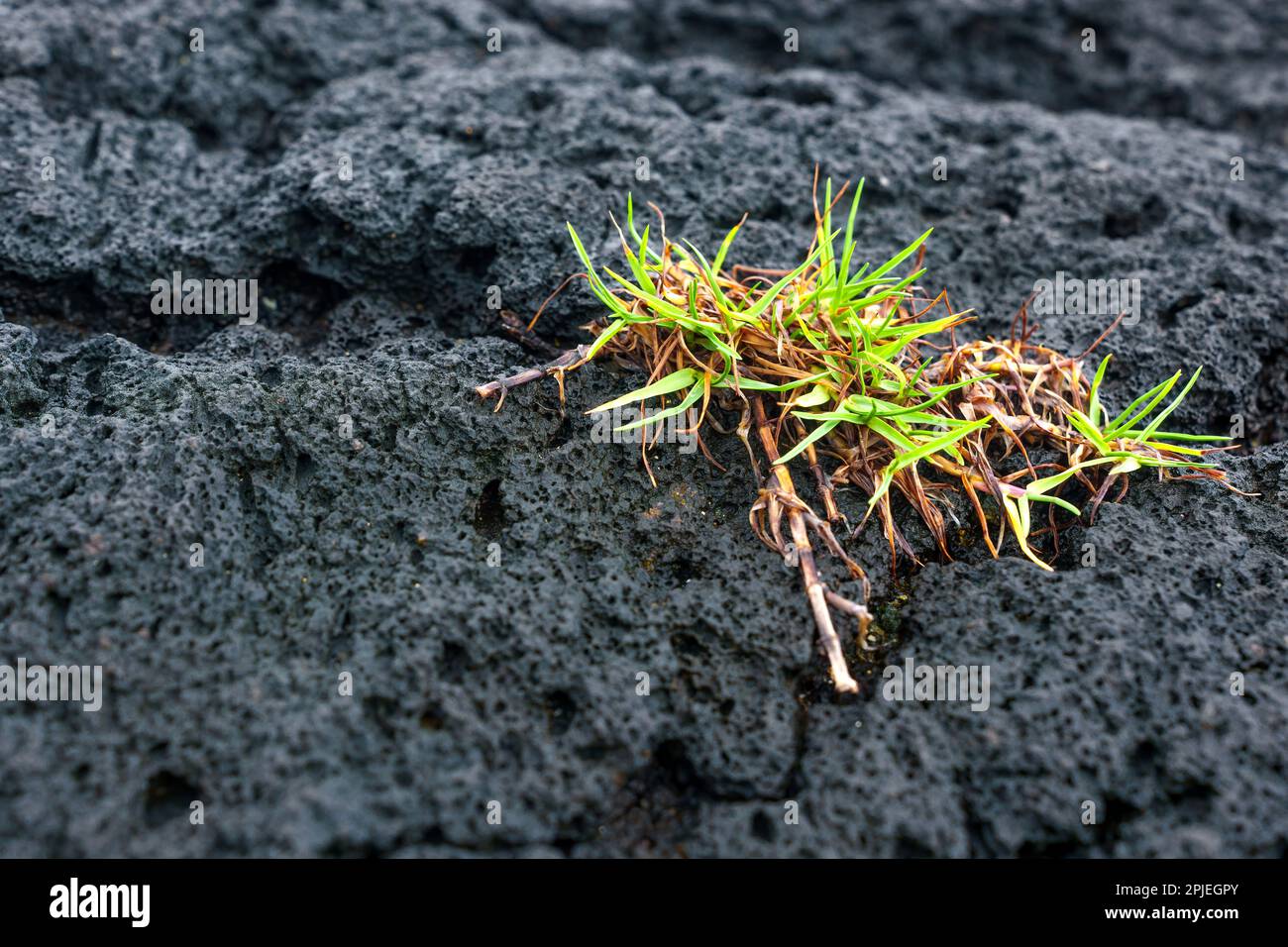 Combat patch hi-res stock photography and images - Alamy