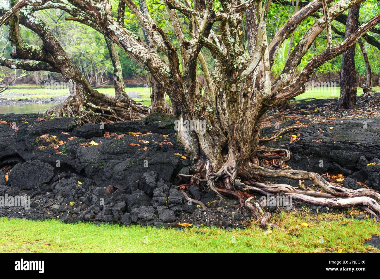 Resilience of nature in Hawaii, with a tree growing on soil covered by ...