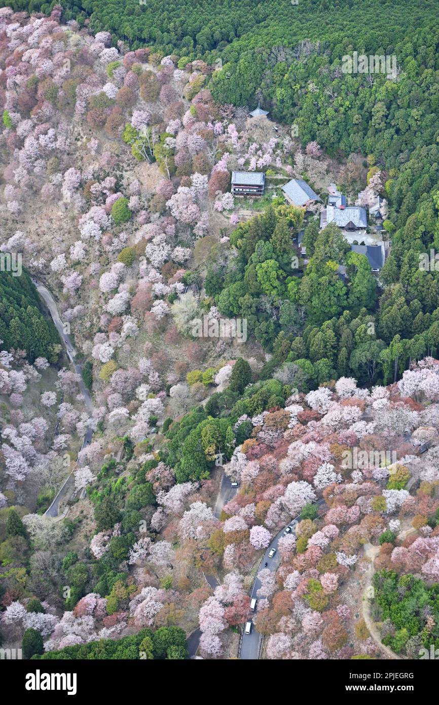 An aerial photo shows cherry blossoms at Mount Yoshino in Yoshino Town ...