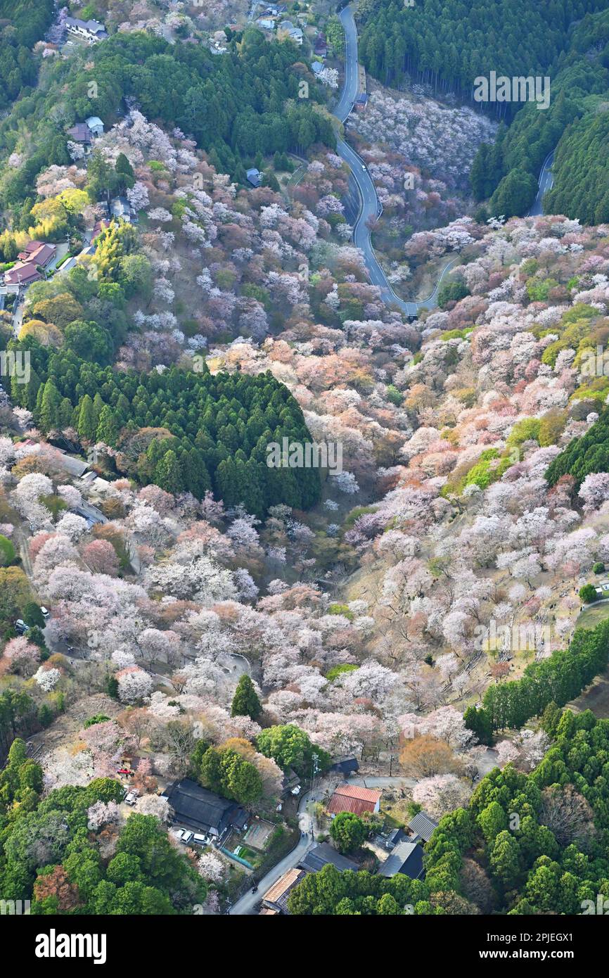 An aerial photo shows cherry blossoms at Mount Yoshino in Yoshino Town ...