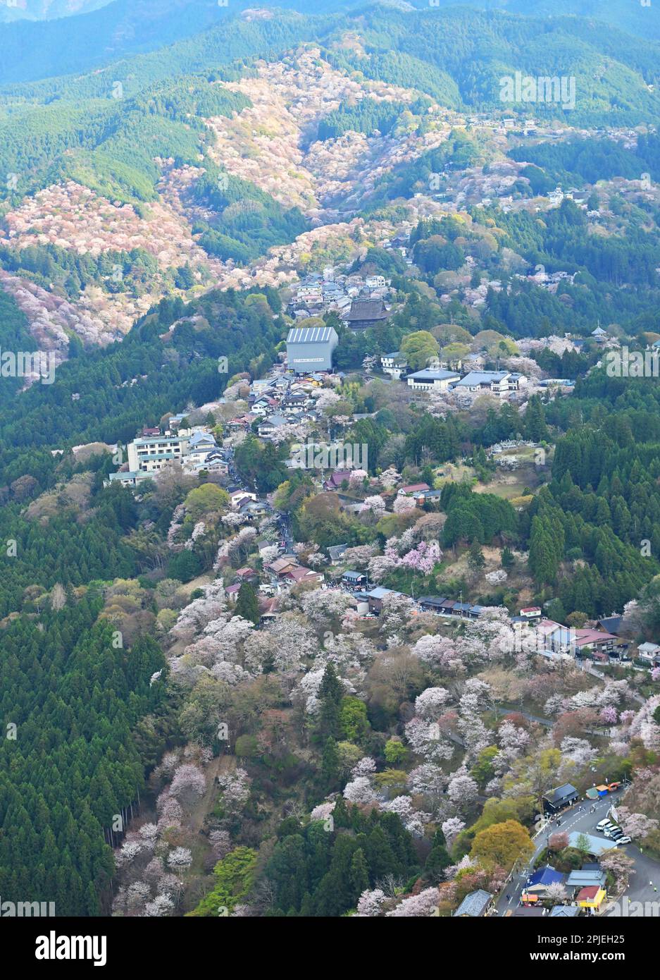 An aerial photo shows cherry blossoms at Mount Yoshino in Yoshino Town ...