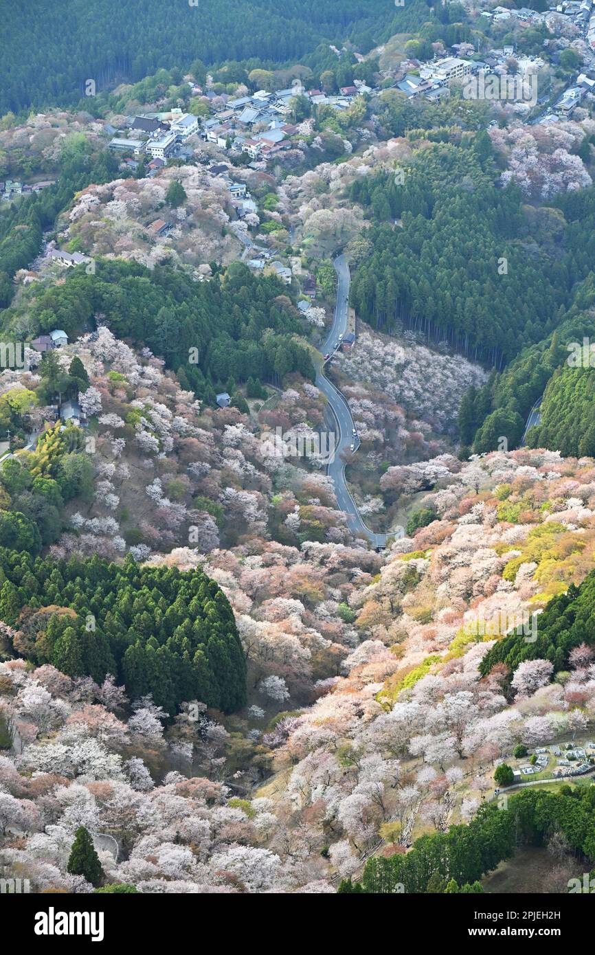 An aerial photo shows cherry blossoms at Mount Yoshino in Yoshino Town ...