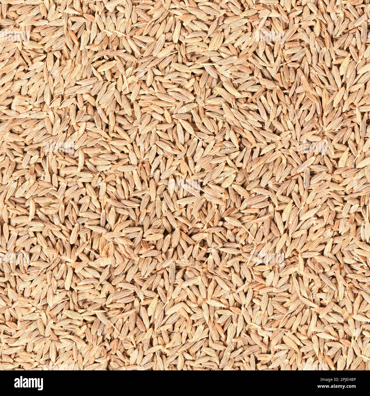 Seamless texture or wallpaper, Cumin or zira isolated on white ...