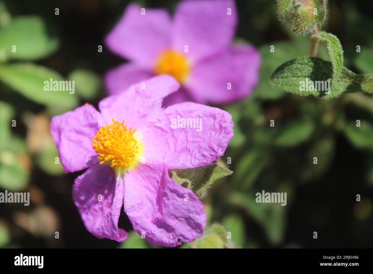 Prens island hi-res stock photography and images - Alamy