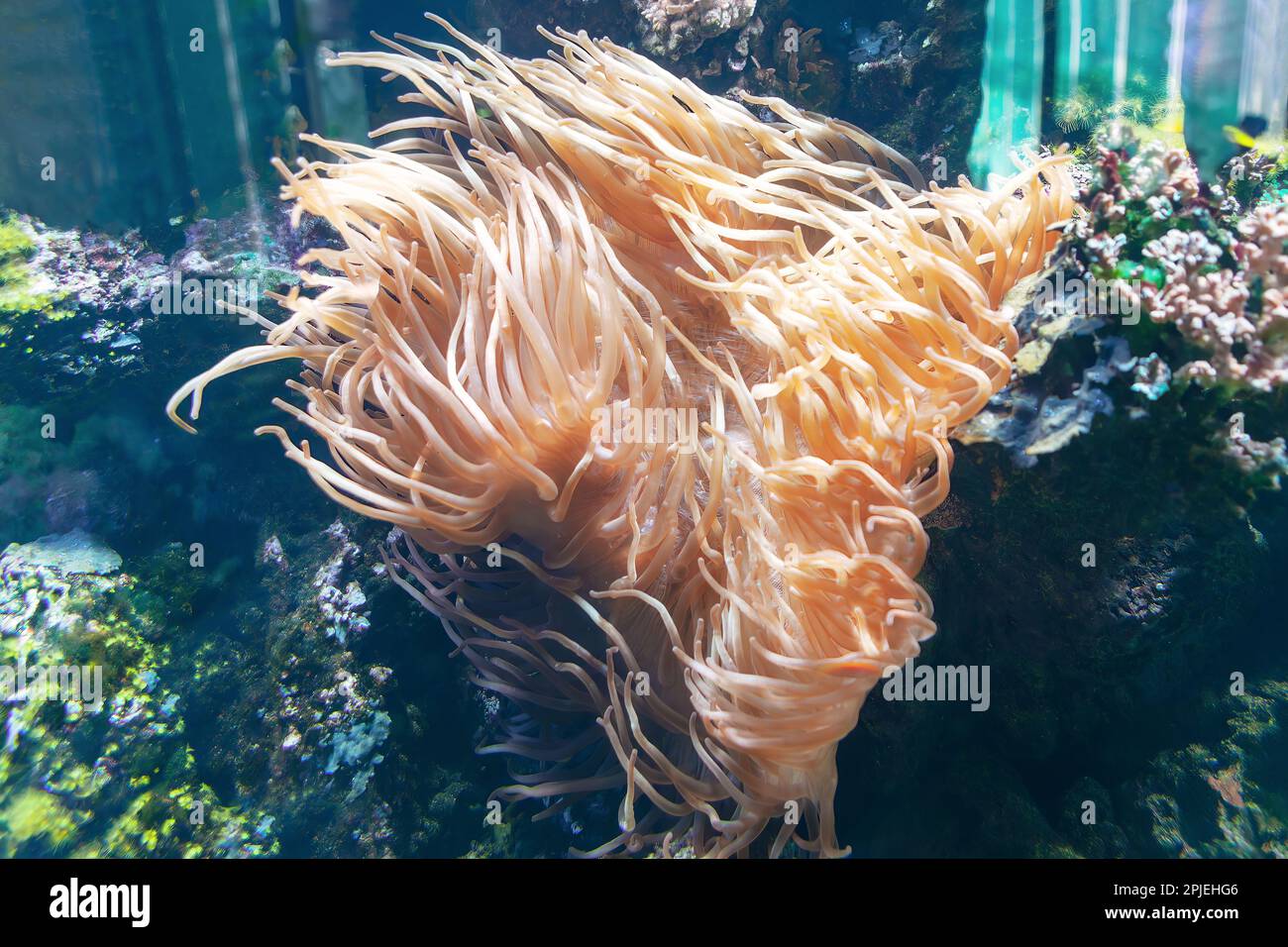 Saltwater aquarium plants . Underwater colorful nature Stock Photo - Alamy
