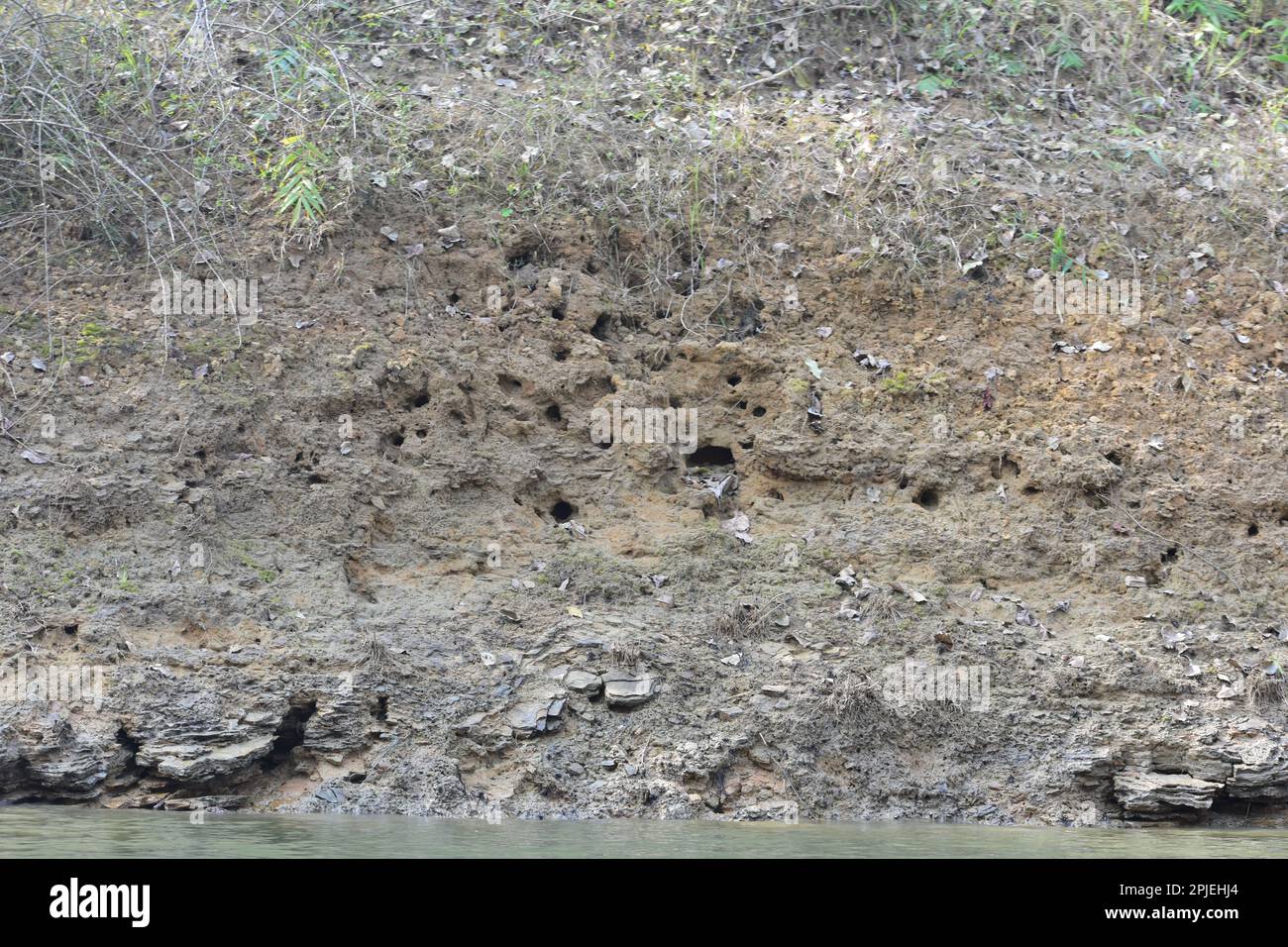 Old tree nests social hi-res stock photography and images - Alamy