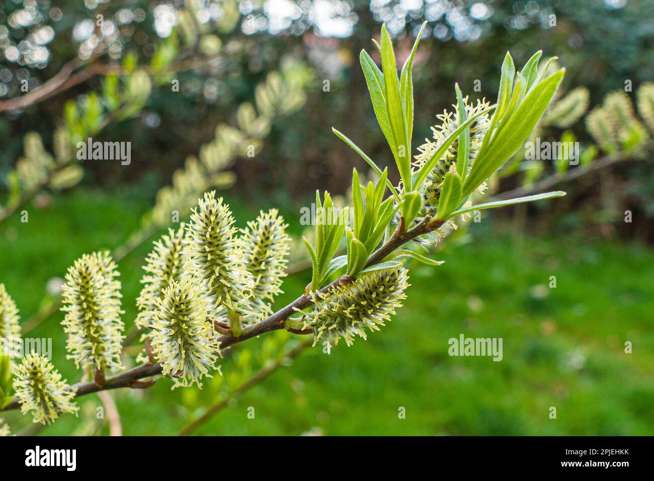 Osier, basket willow, Salix viminalis, flowering in a garden, Pruhonice ...