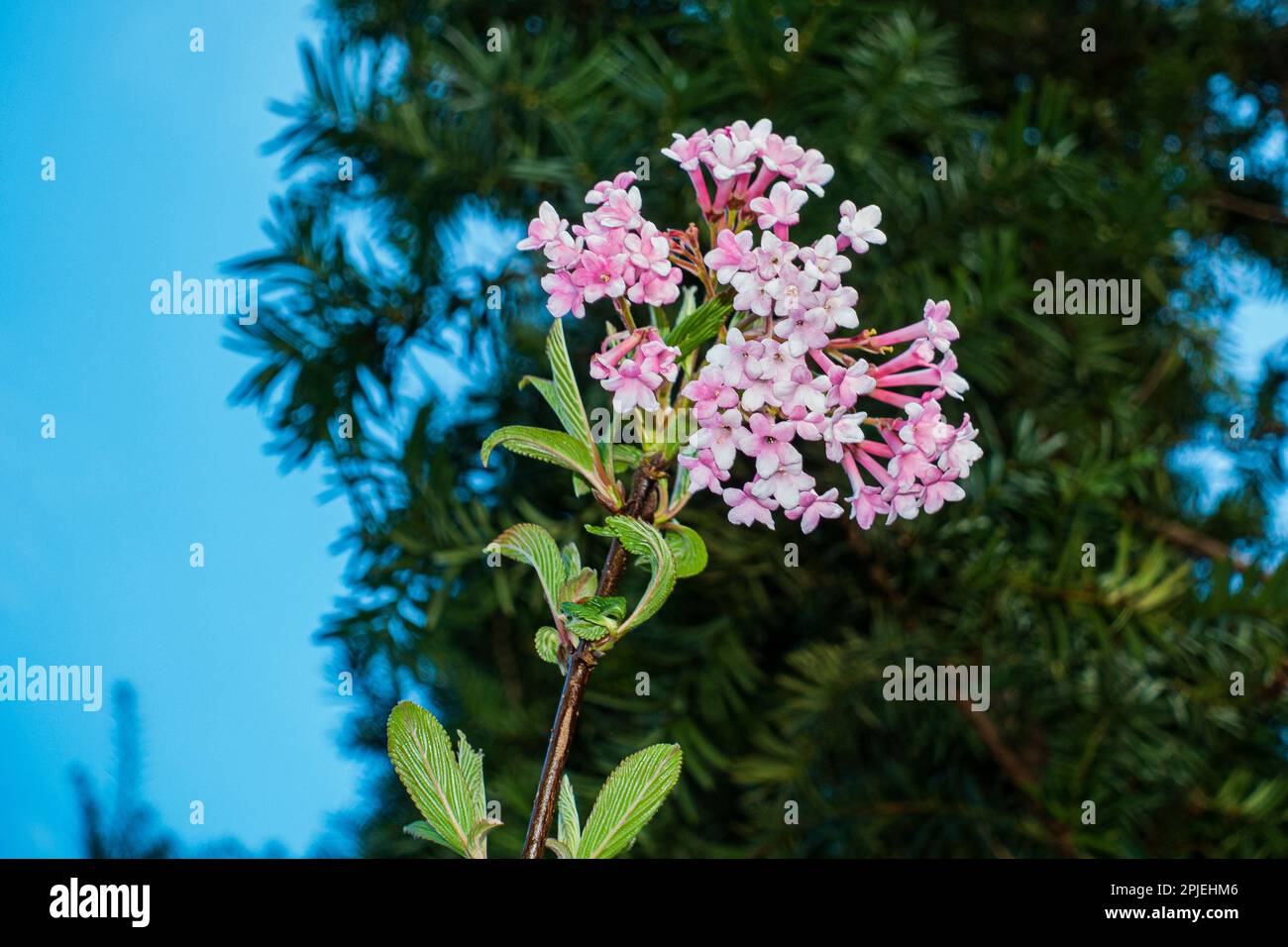 Hybrid Viburnum × bodnantense, flowering in Pruhonice, Czech Republic ...