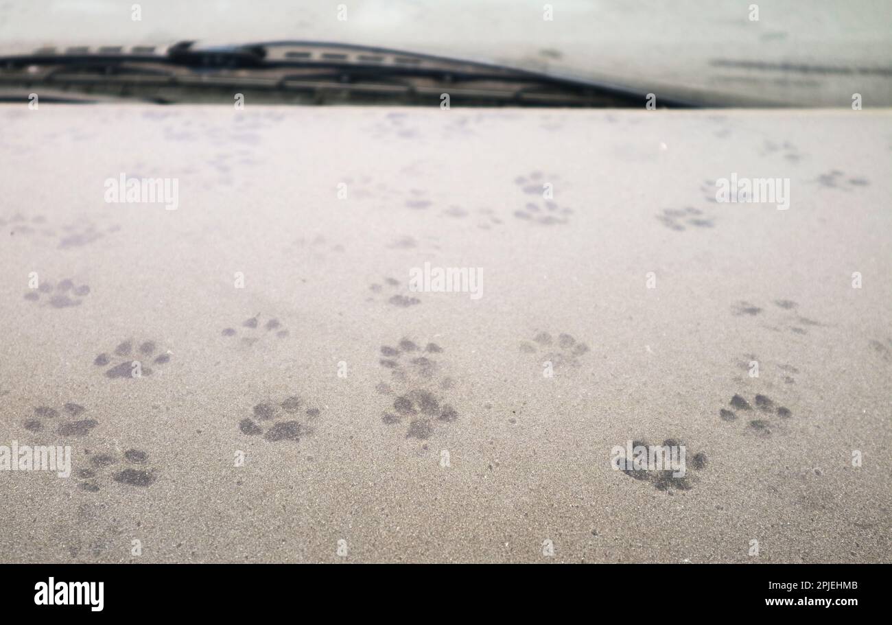 Uncountable cat's footprints on dust covered car bonnet Stock Photo - Alamy