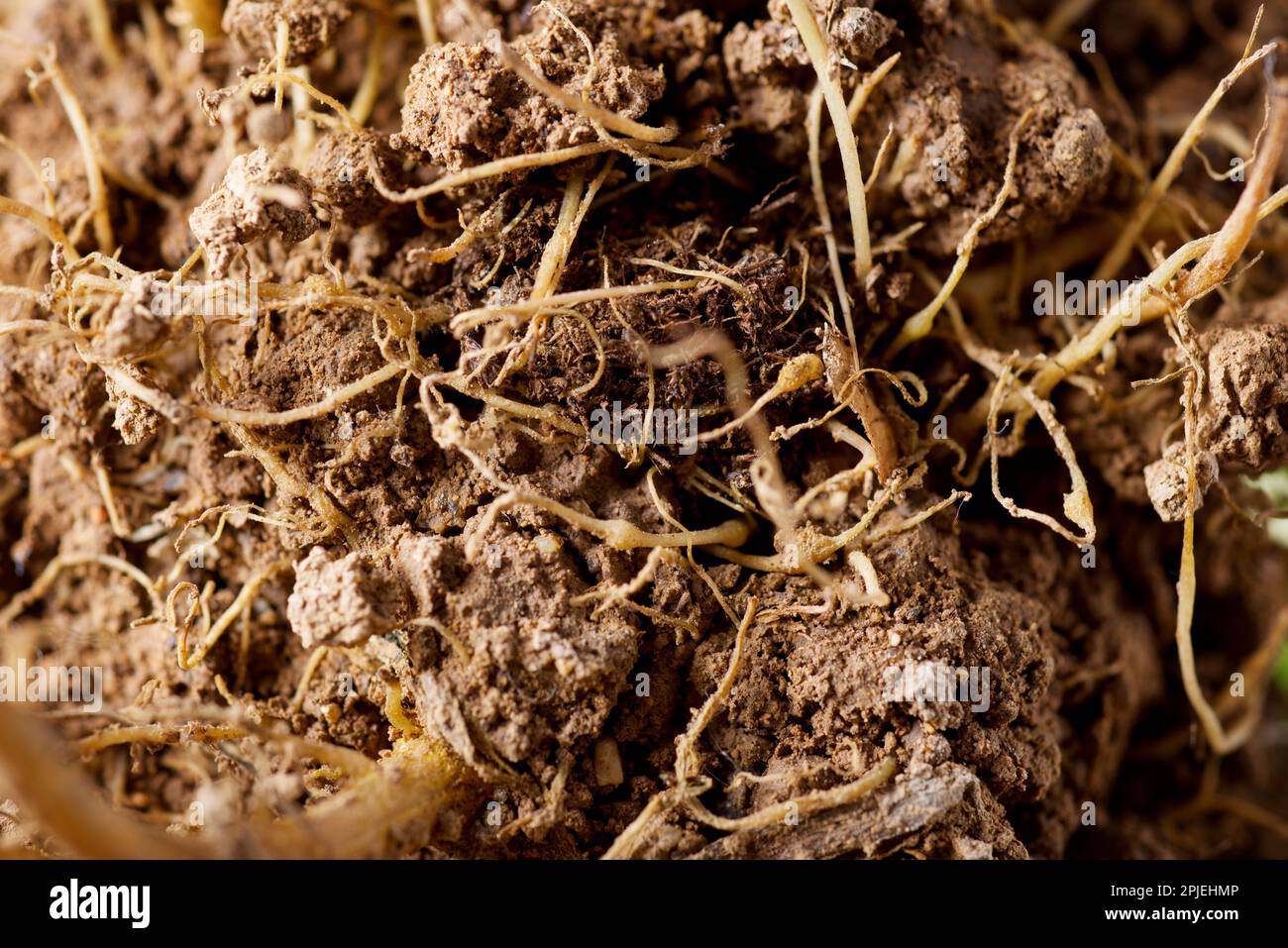 Close up of the roots with soil of a plant from the orchard Stock Photo ...